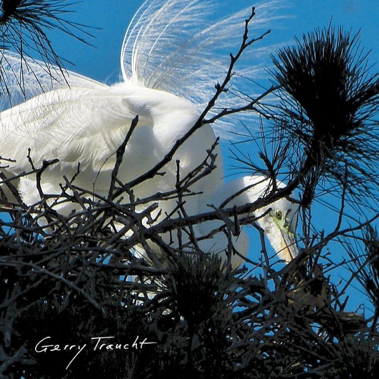 12_Traucht_Great Egret The Feathers The Tree 760 - Golden Gate Bird ...