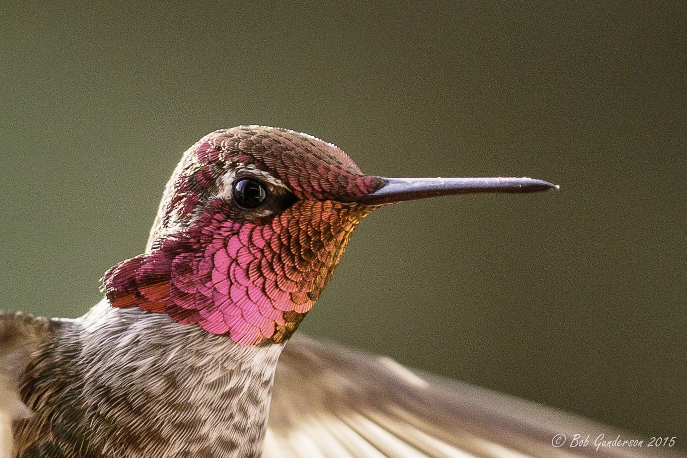 Getting to Know the Anna’s Hummingbird - Golden Gate Bird Alliance