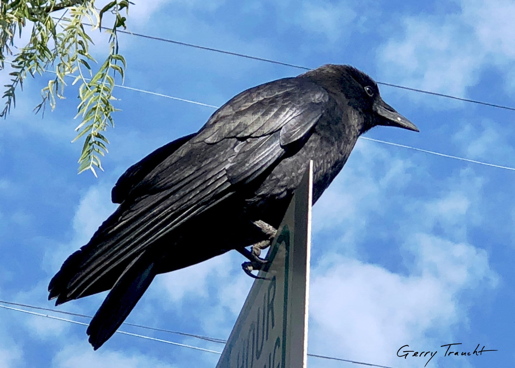 Journeying Homeward From Home - Golden Gate Bird Alliance