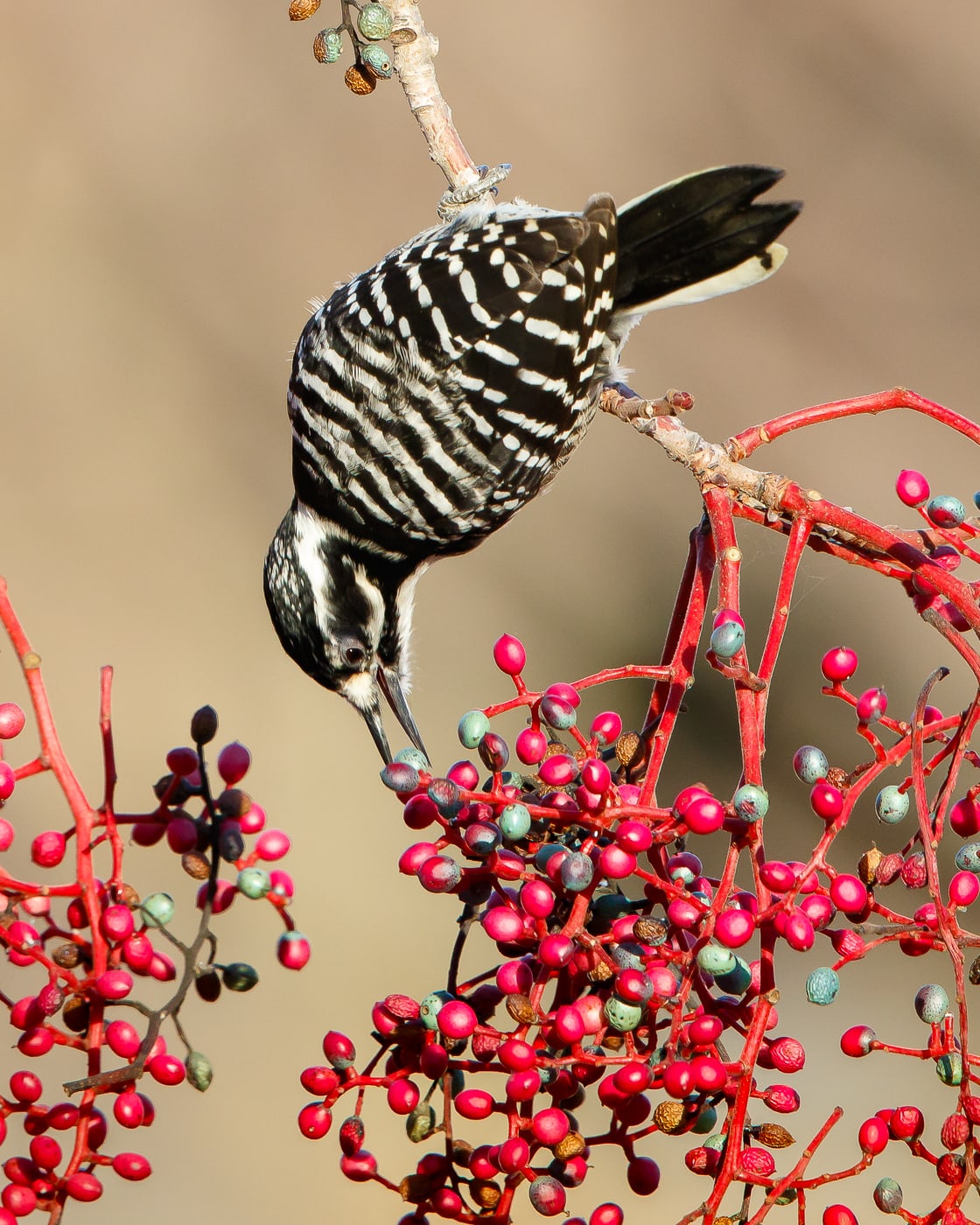 Birds and Berries - Golden Gate Bird Alliance