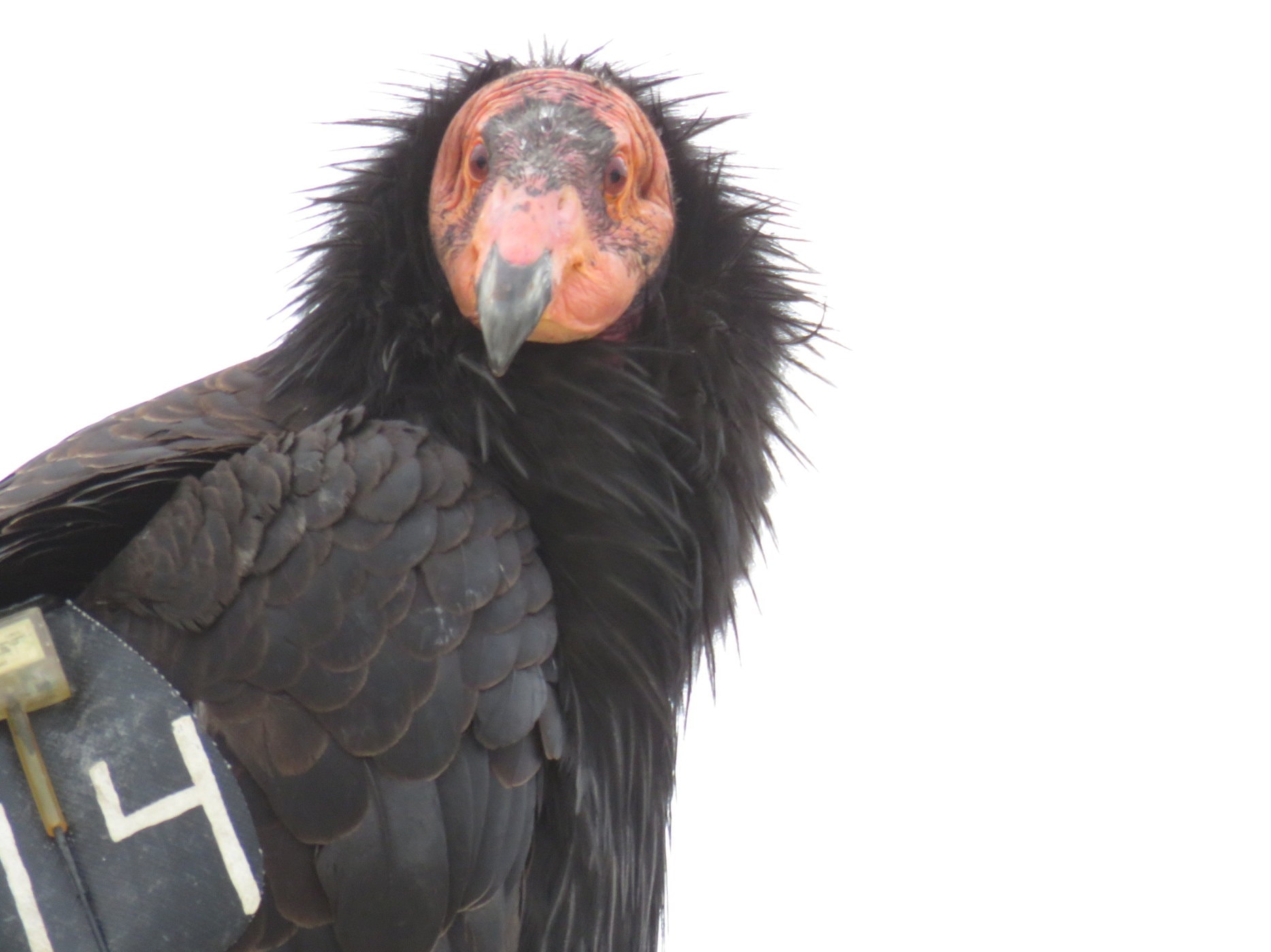 Flight of the Condors - Golden Gate Bird Alliance