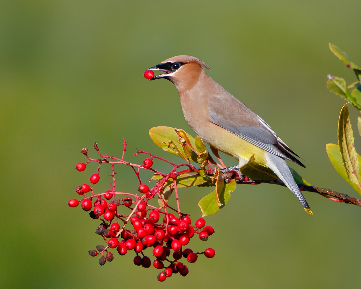 Birds and Berries - Golden Gate Bird Alliance