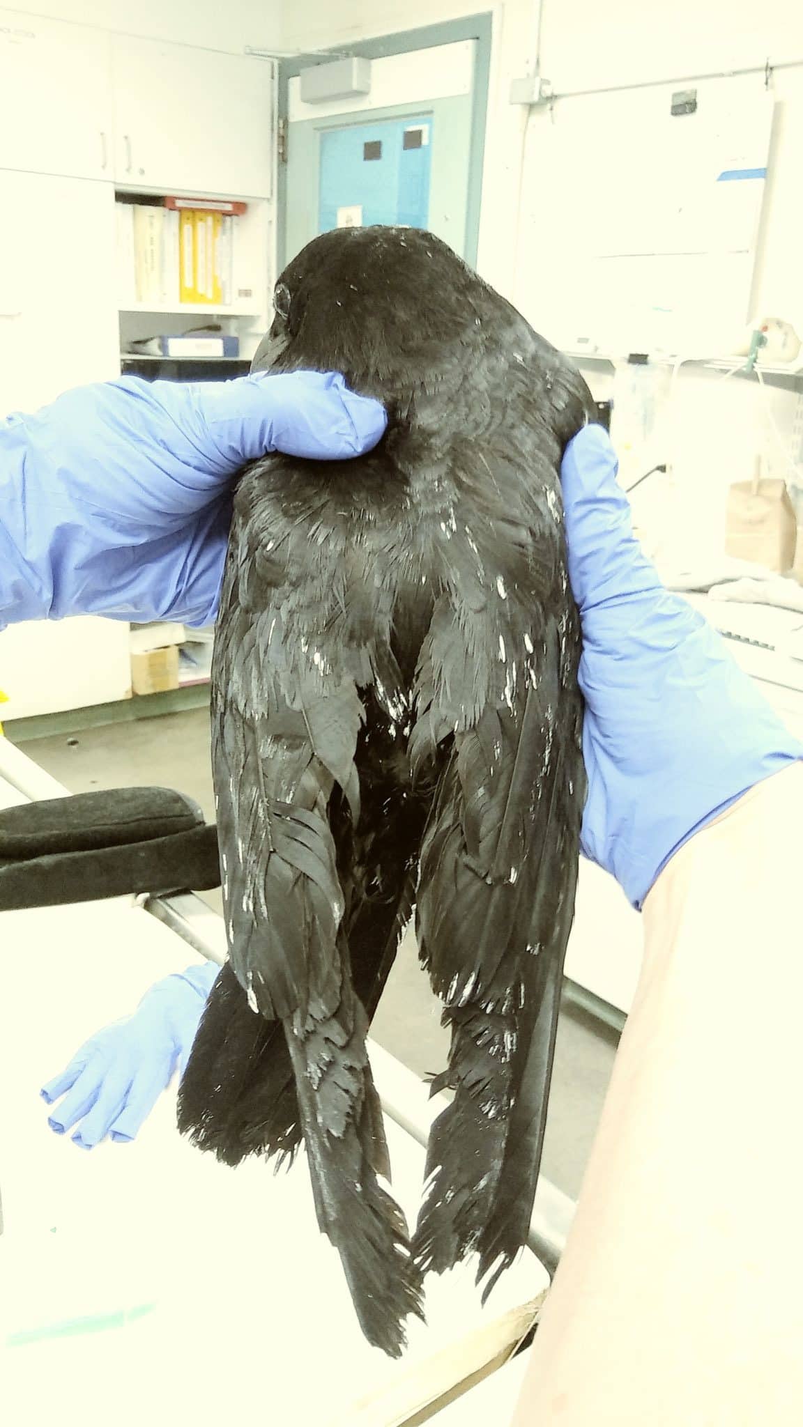 What happened after one crow’s terrible, horrible, no good, very bad ...