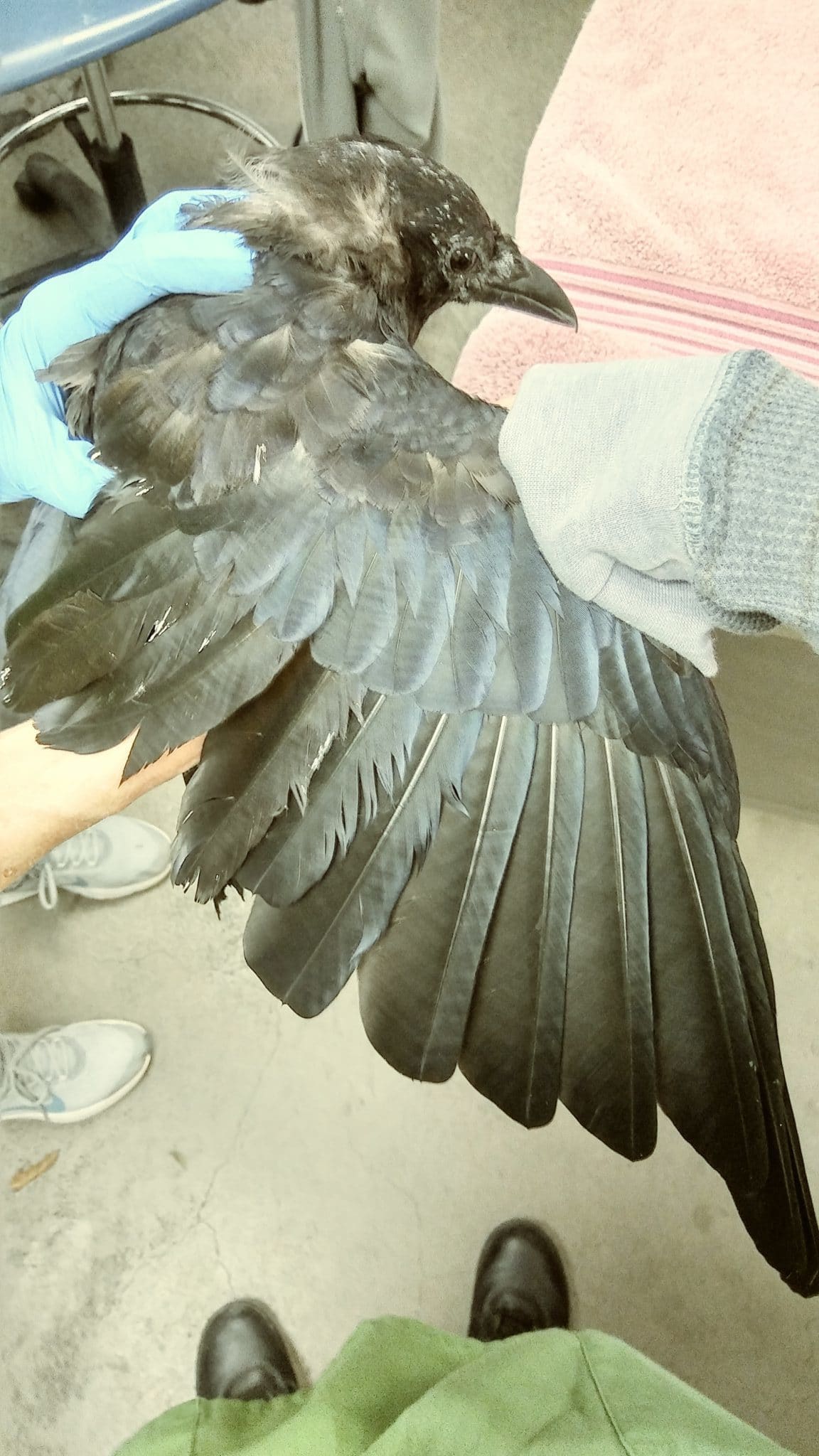 What happened after one crow’s terrible, horrible, no good, very bad ...