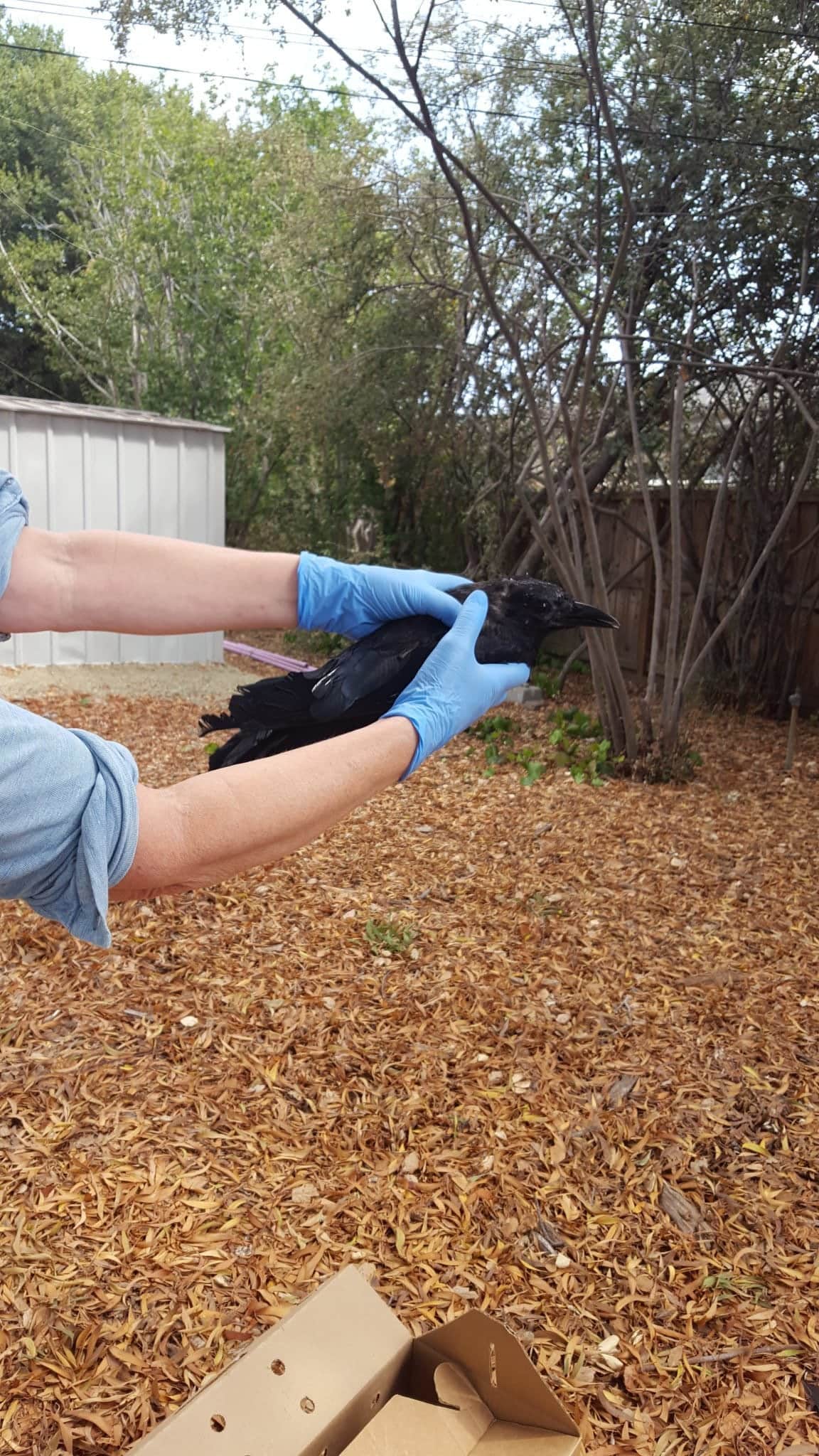 What happened after one crow’s terrible, horrible, no good, very bad ...