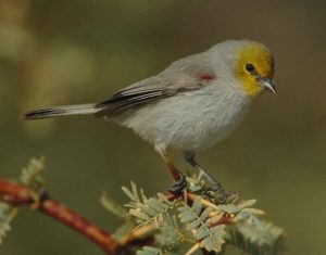 image - Golden Gate Bird Alliance