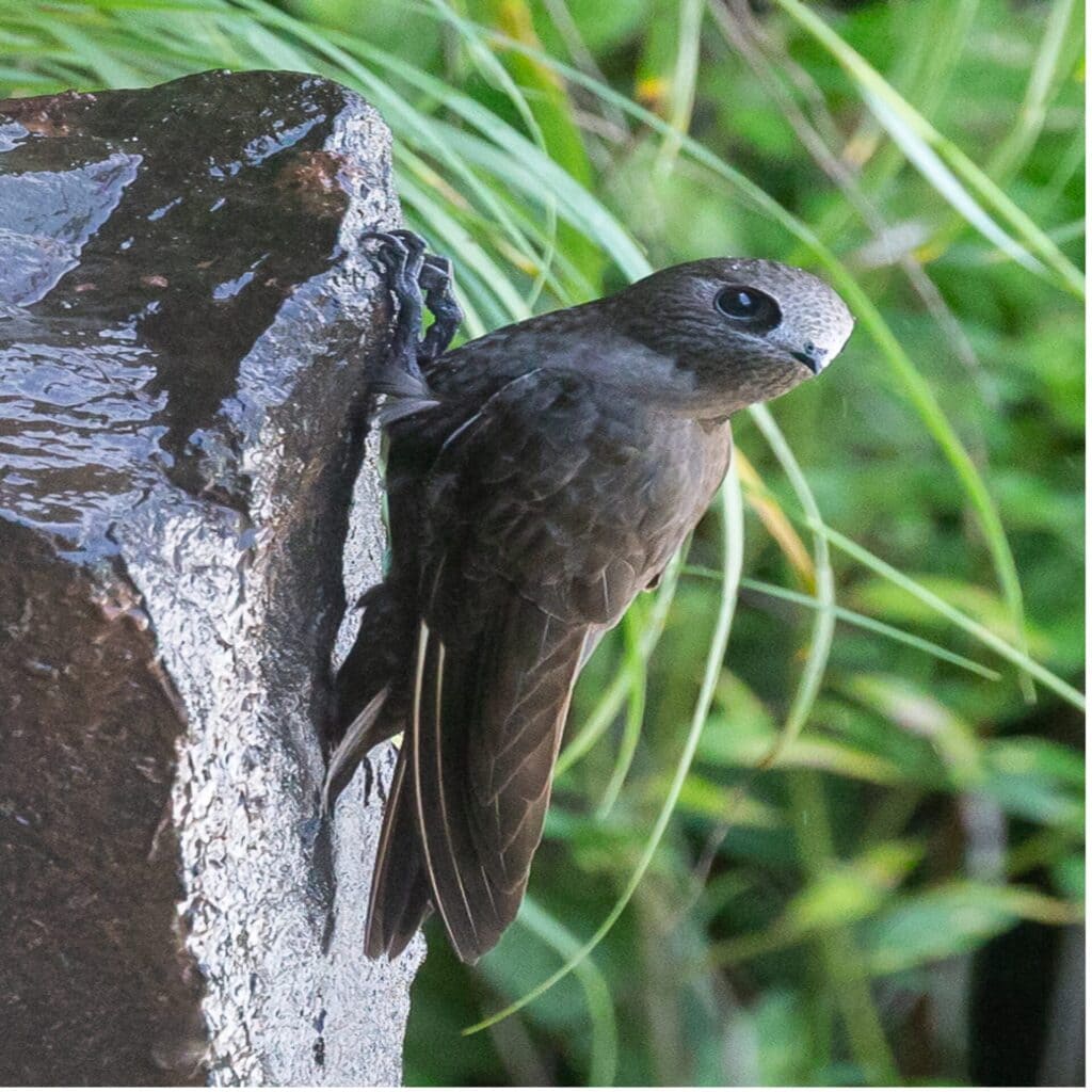 Brazil – Birding and Wildlife Watching - Golden Gate Bird Alliance
