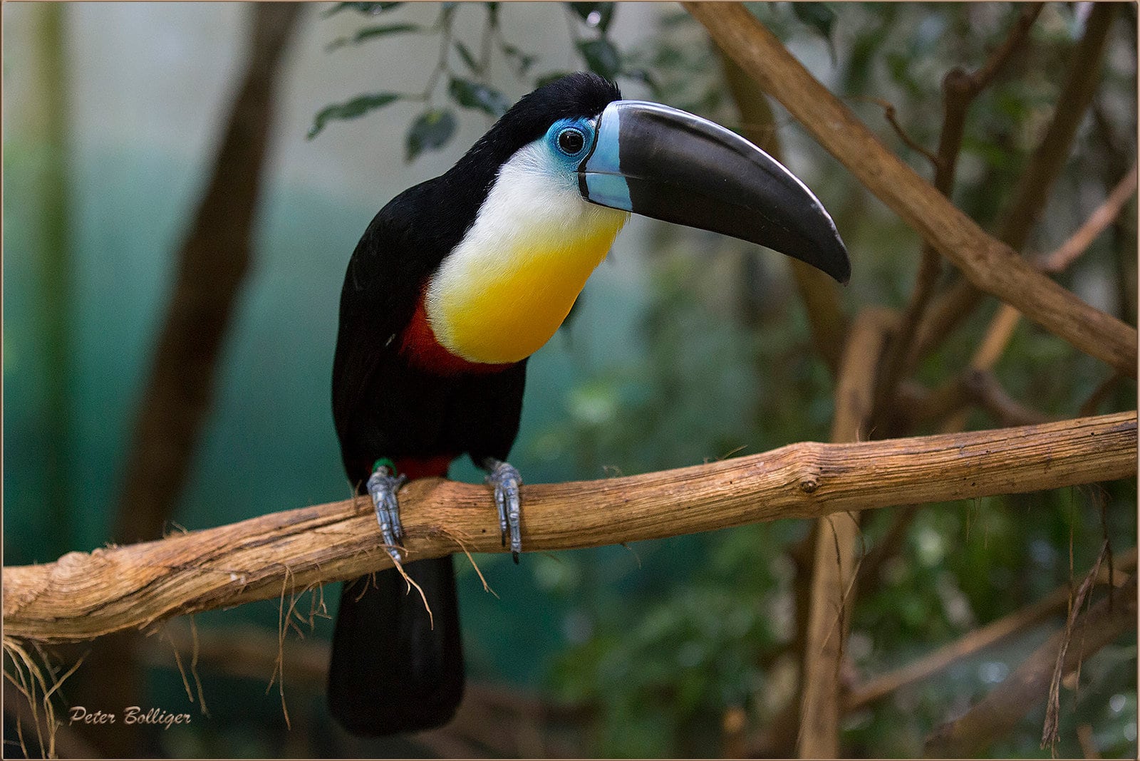 Bird Friendly Chocolate - Golden Gate Bird Alliance