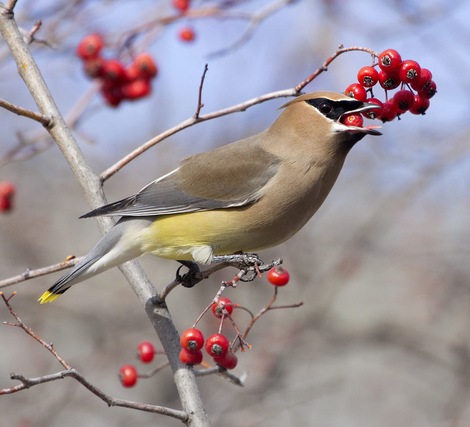 Meet The 2018 Birdfriendly Native Plants Of The Year Gardening With