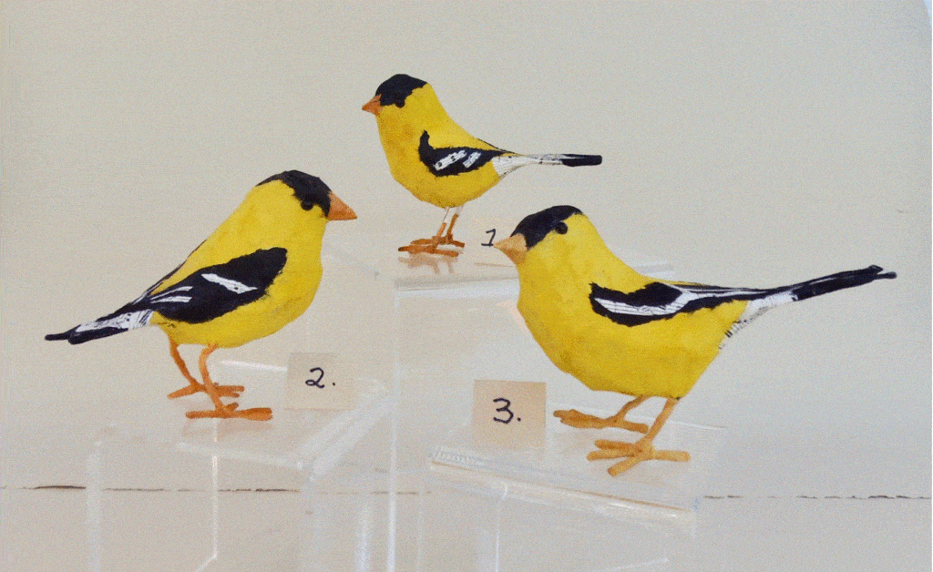 Nancy Overton 3 Goldfinch gif - Golden Gate Bird Alliance