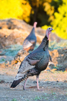 The Secret Lives of Turkeys - Golden Gate Bird Alliance