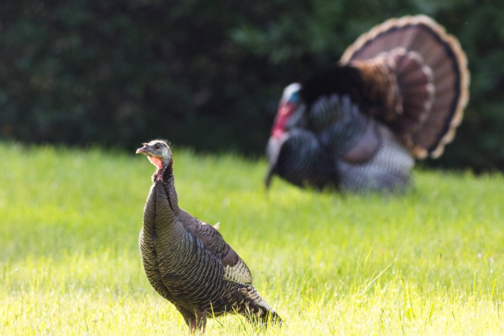 The Secret Lives of Turkeys - Golden Gate Bird Alliance