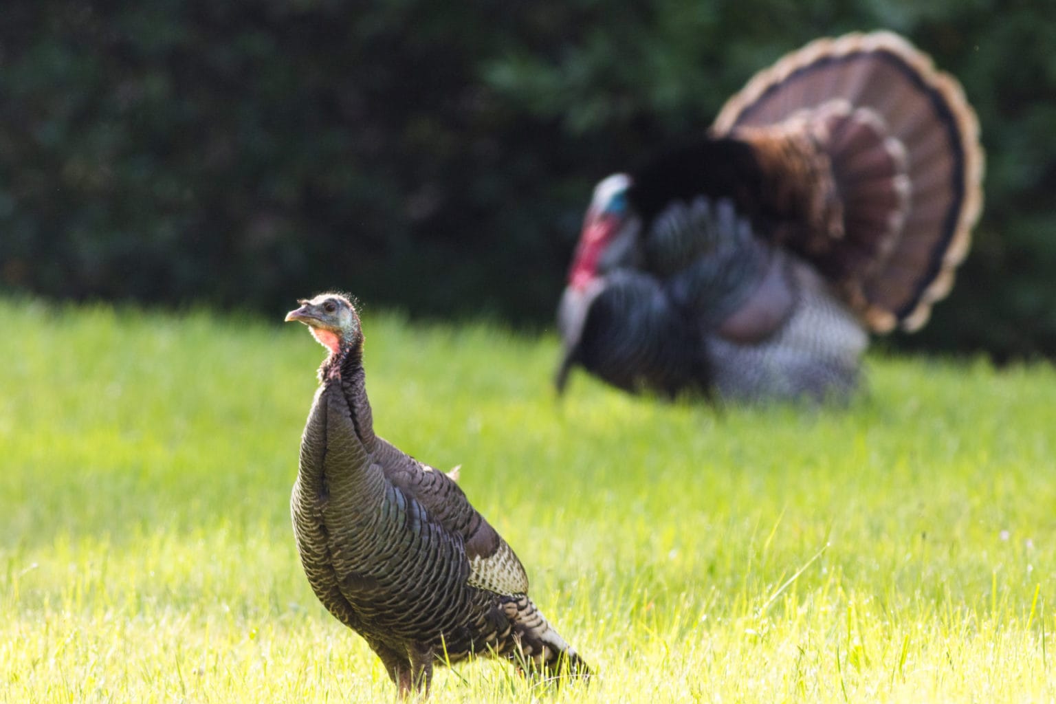 The Secret Lives of Turkeys - Golden Gate Bird Alliance