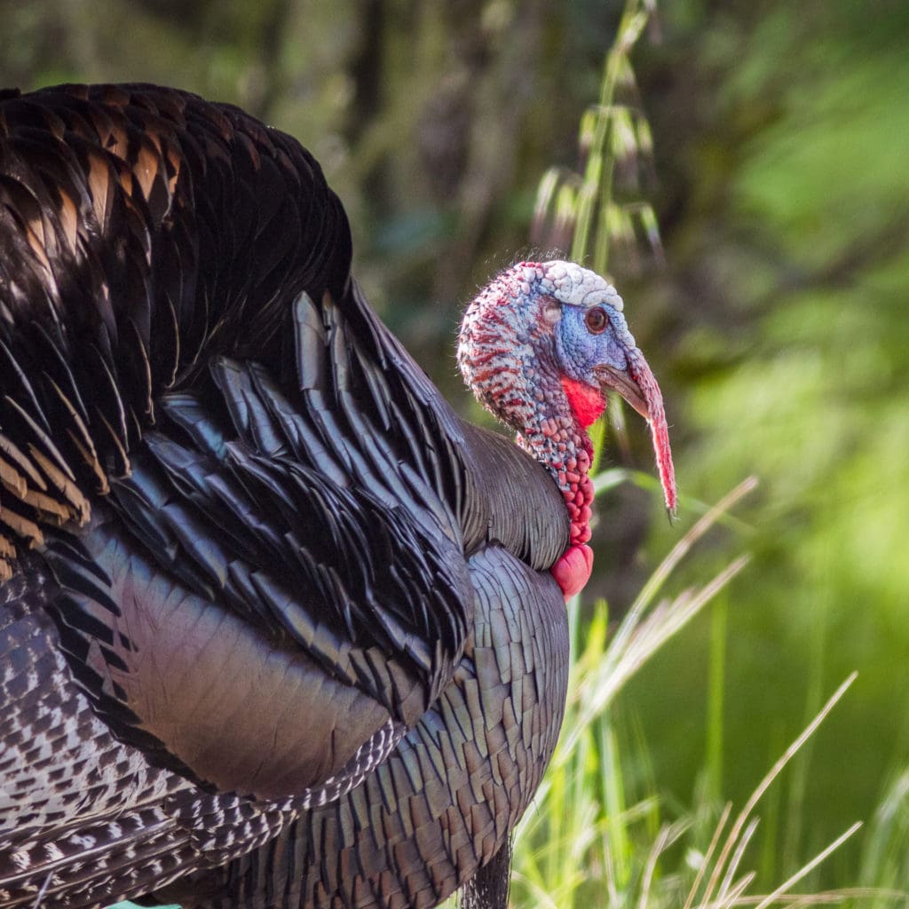 The Secret Lives of Turkeys - Golden Gate Bird Alliance