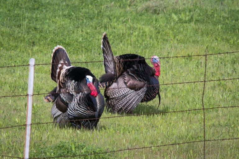 The Secret Lives of Turkeys - Golden Gate Bird Alliance