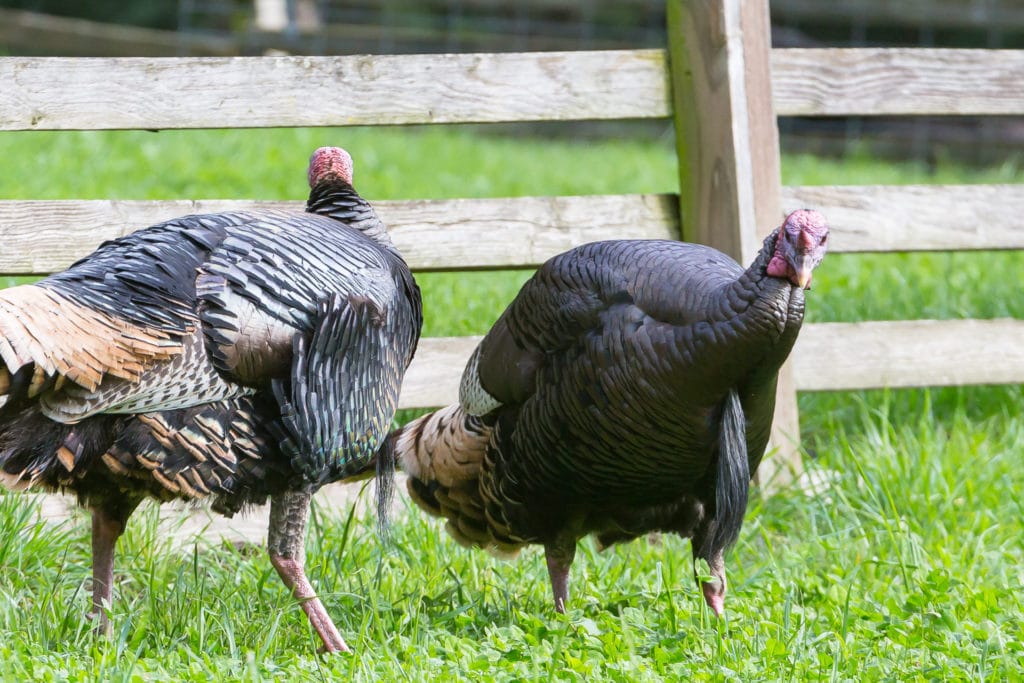 The Secret Lives of Turkeys - Golden Gate Bird Alliance