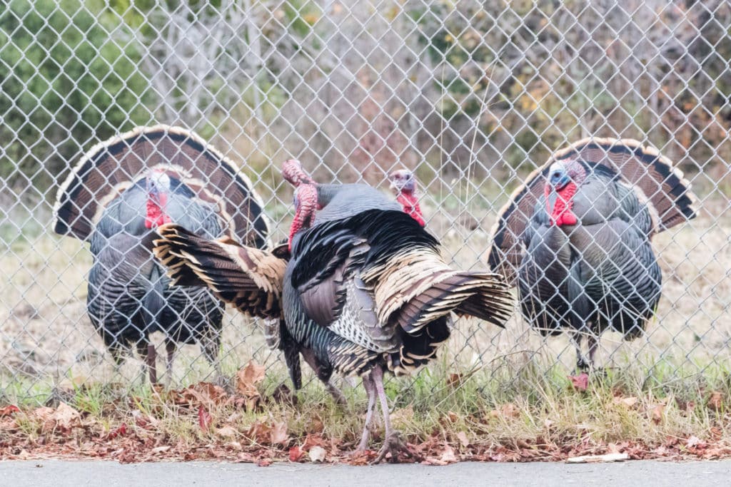 The Secret Lives of Turkeys - Golden Gate Bird Alliance