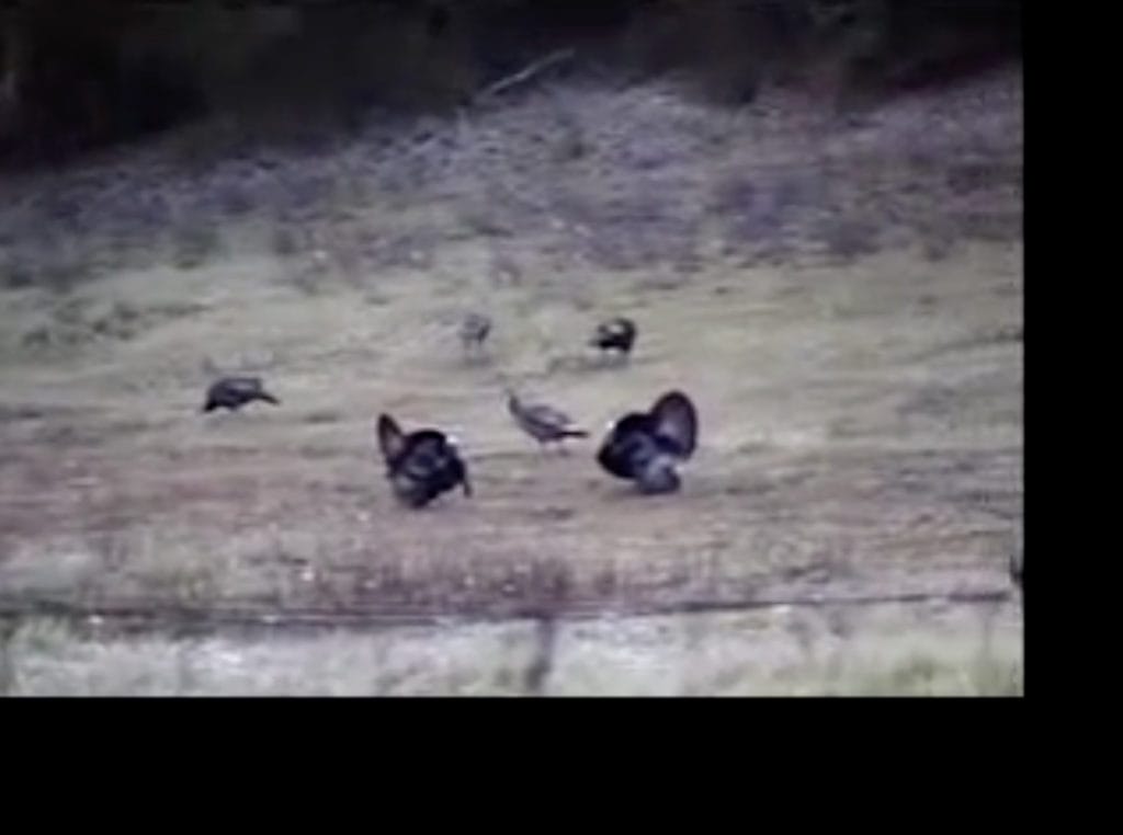 The Secret Lives of Turkeys - Golden Gate Bird Alliance
