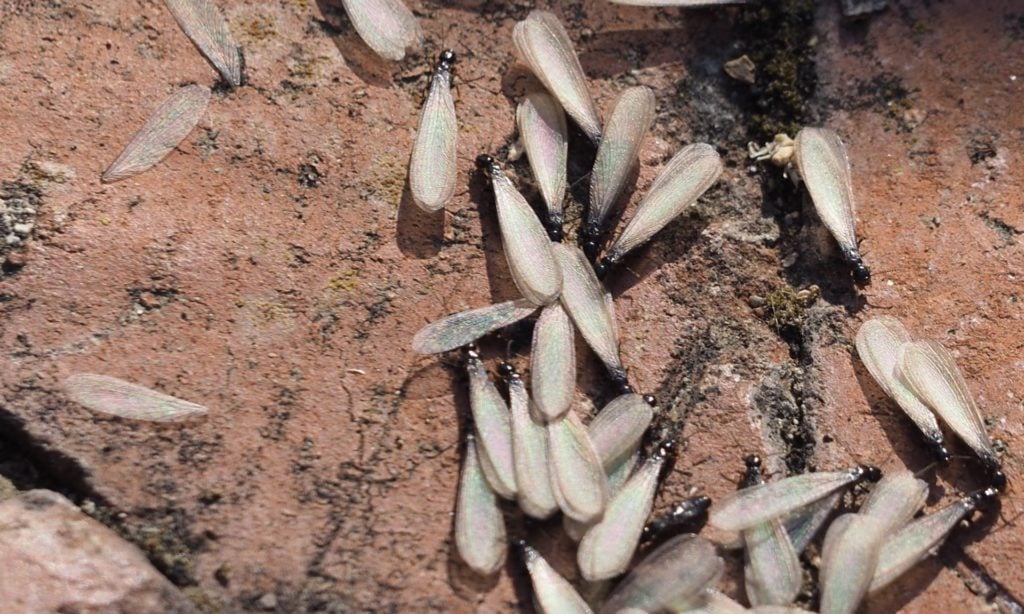 Food Fest for Birds - Golden Gate Bird Alliance