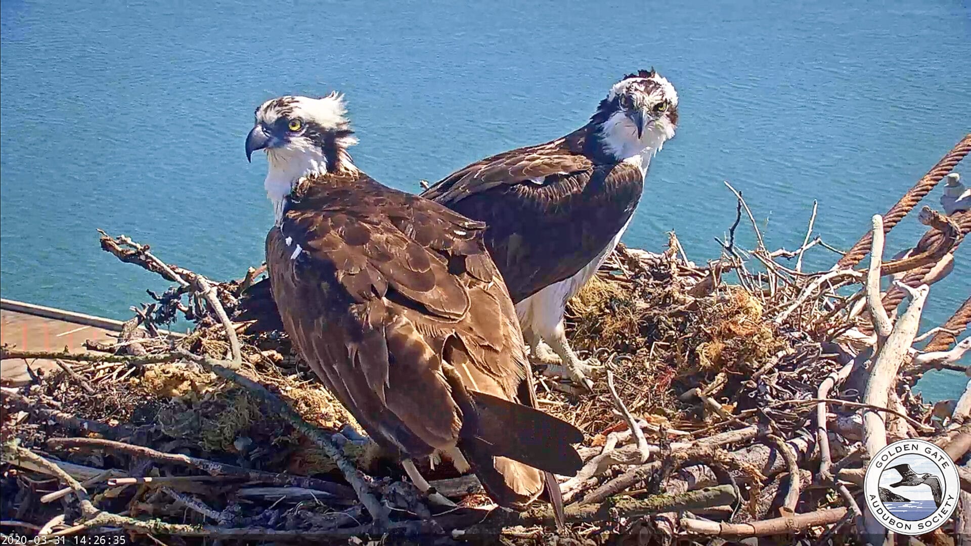 Osprey Cam launches fifth nesting season - Golden Gate Bird Alliance