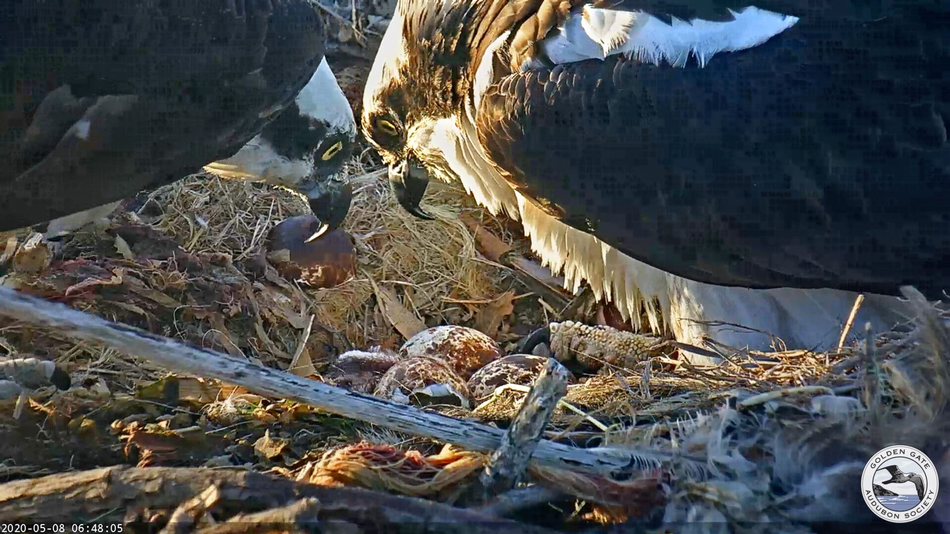 Osprey Cam launches fifth nesting season - Golden Gate Bird Alliance