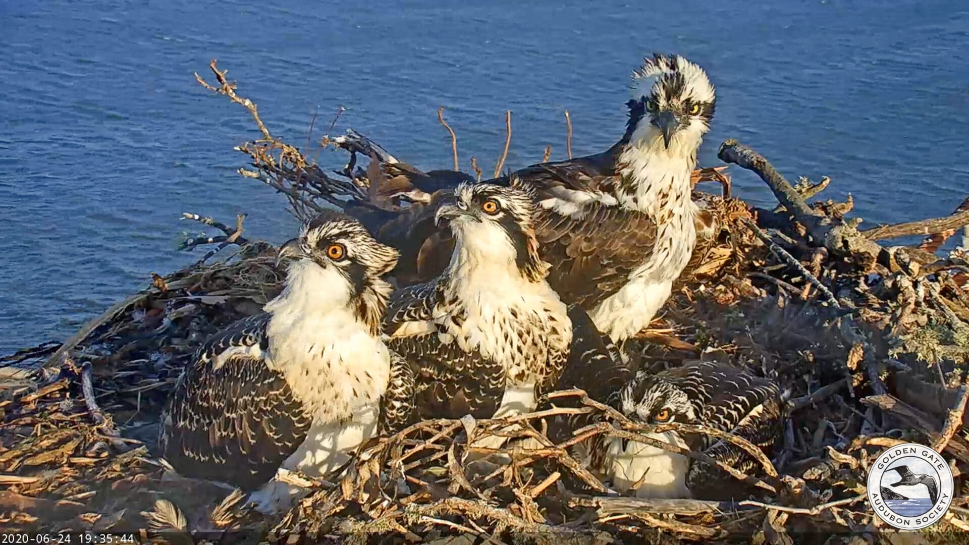 Osprey Cam launches fifth nesting season - Golden Gate Bird Alliance