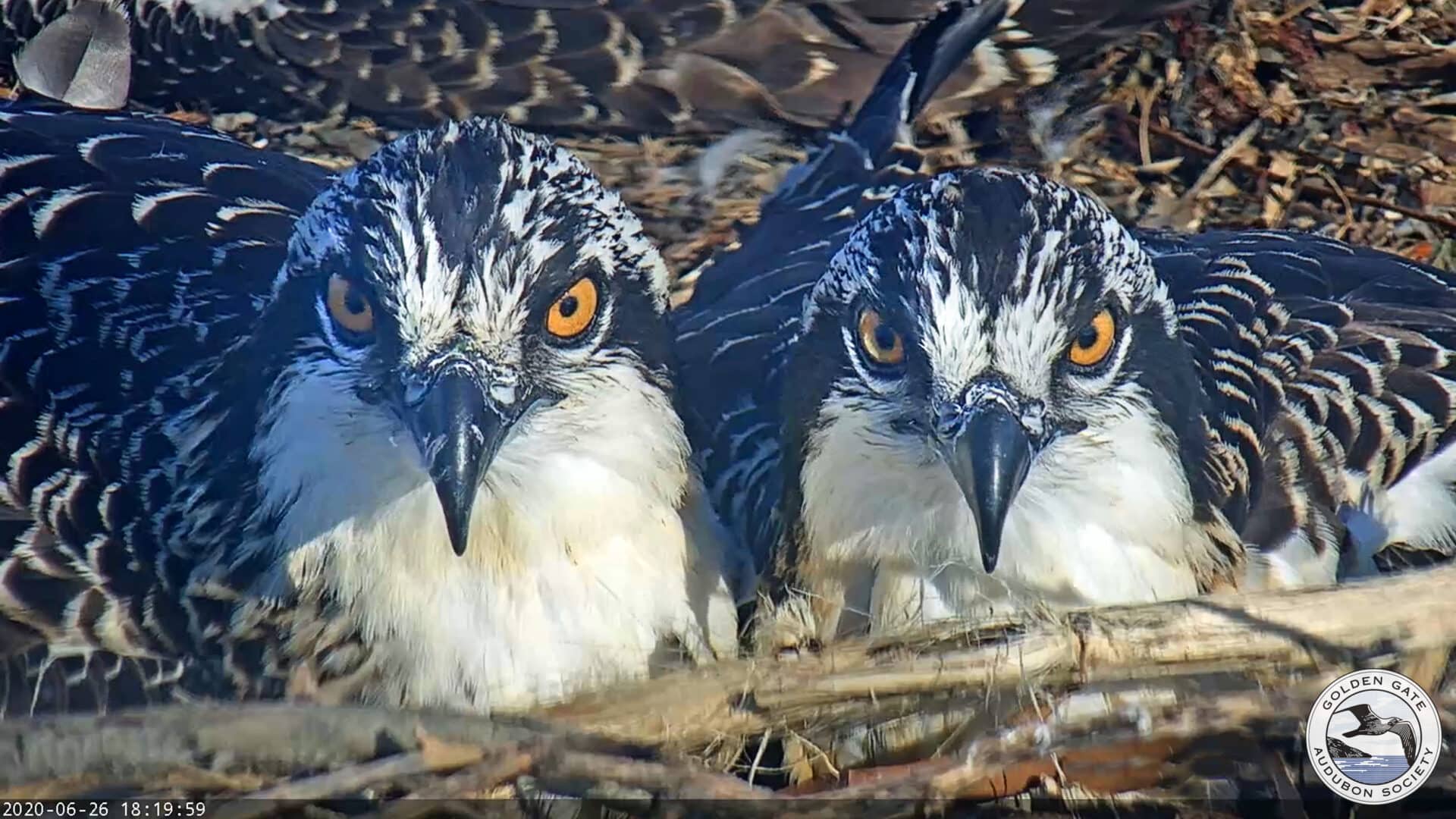 Osprey Cam launches fifth nesting season - Golden Gate Bird Alliance