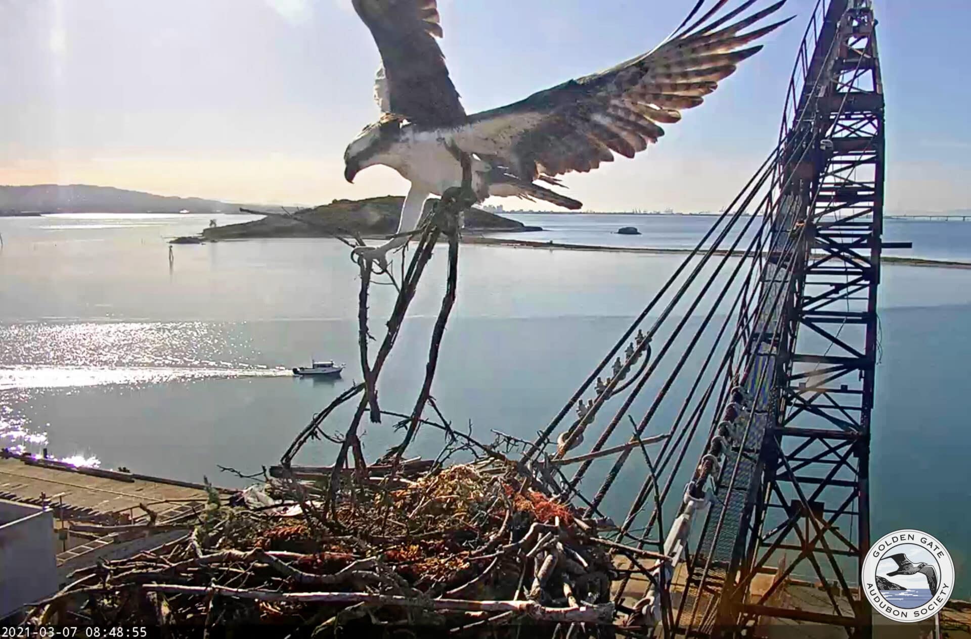 Osprey Cam launches fifth nesting season - Golden Gate Bird Alliance