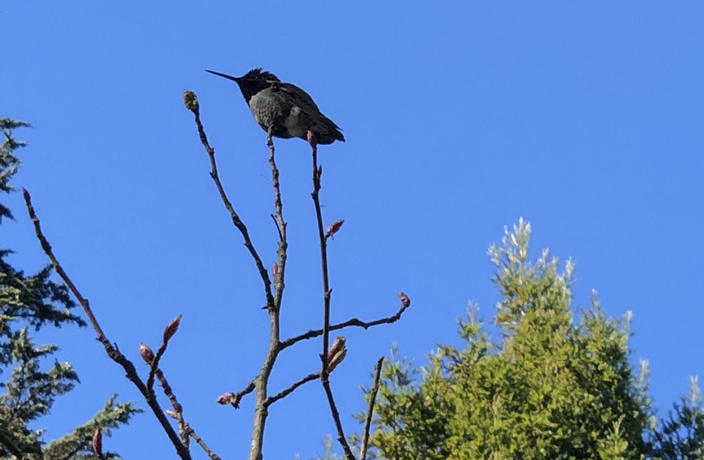 Birds and Mount Sutro's changing forest - Golden Gate Bird Alliance