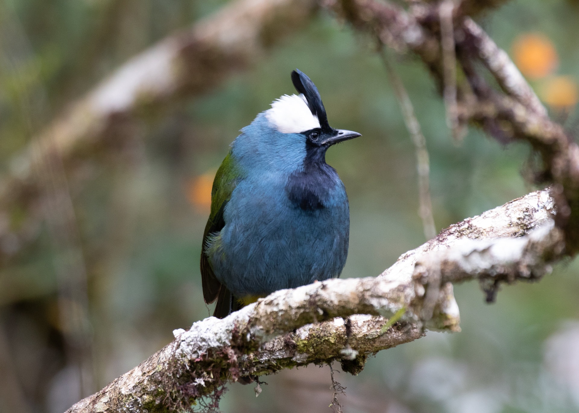 Islands and Avian Evolution - Golden Gate Bird Alliance