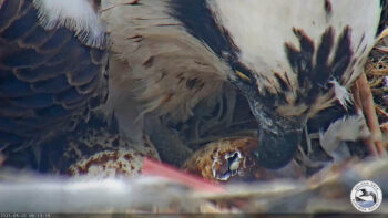 Osprey chicks are here! - Golden Gate Bird Alliance