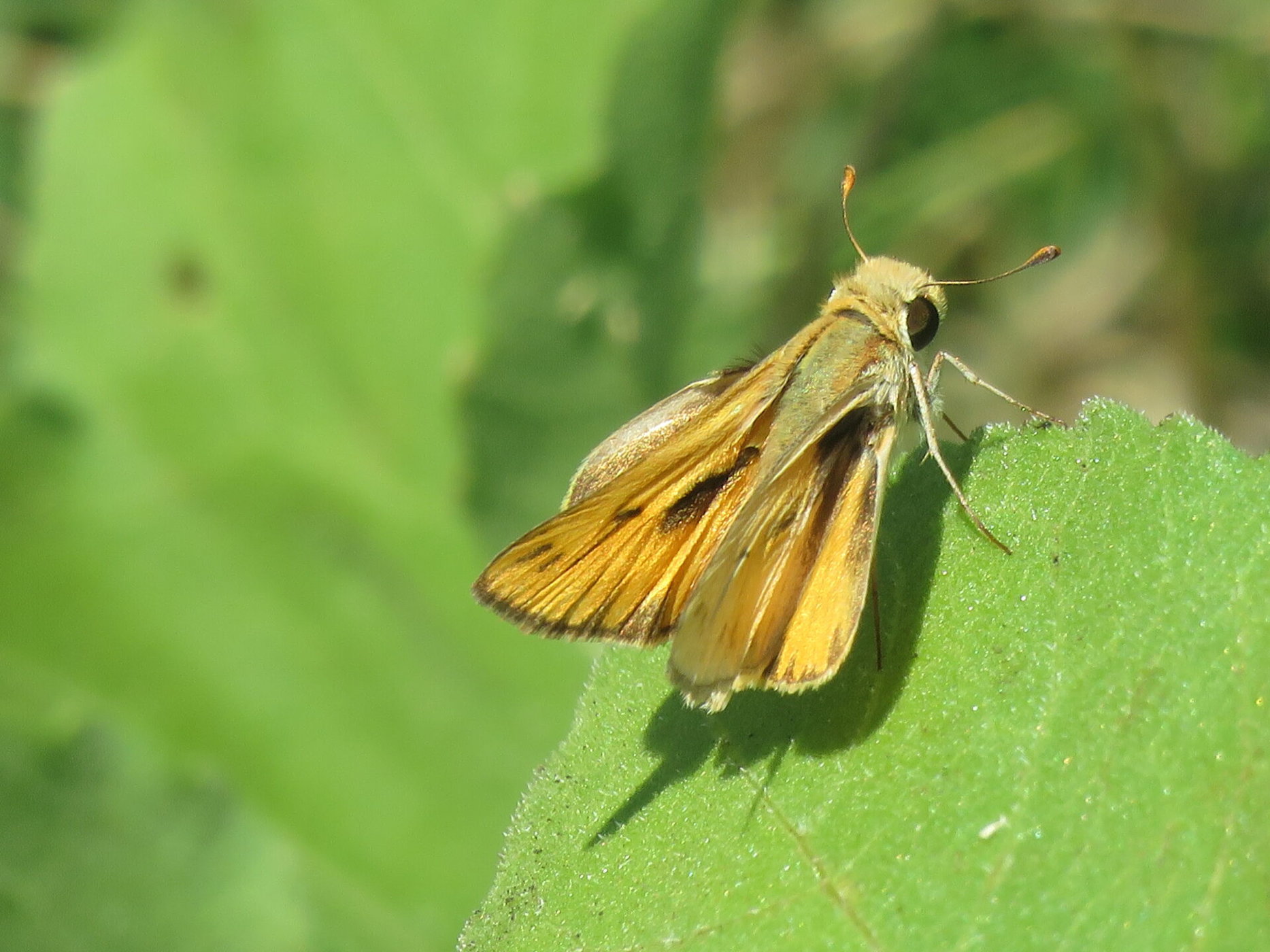 Fiery Skipper butterfly - Golden Gate Bird Alliance