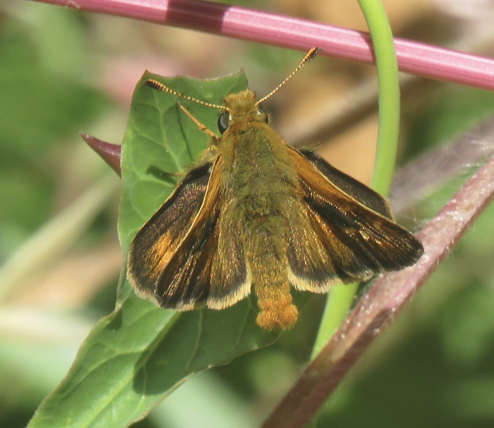 Rural Skipper butterfly - Golden Gate Bird Alliance