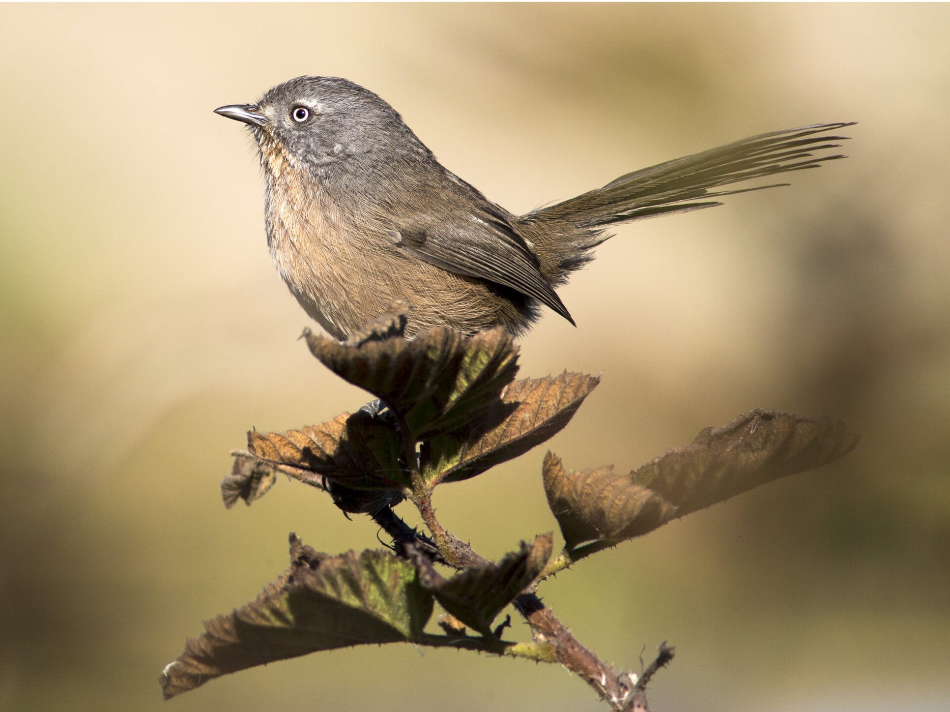 Birding by Ear with help from AI - Golden Gate Bird Alliance