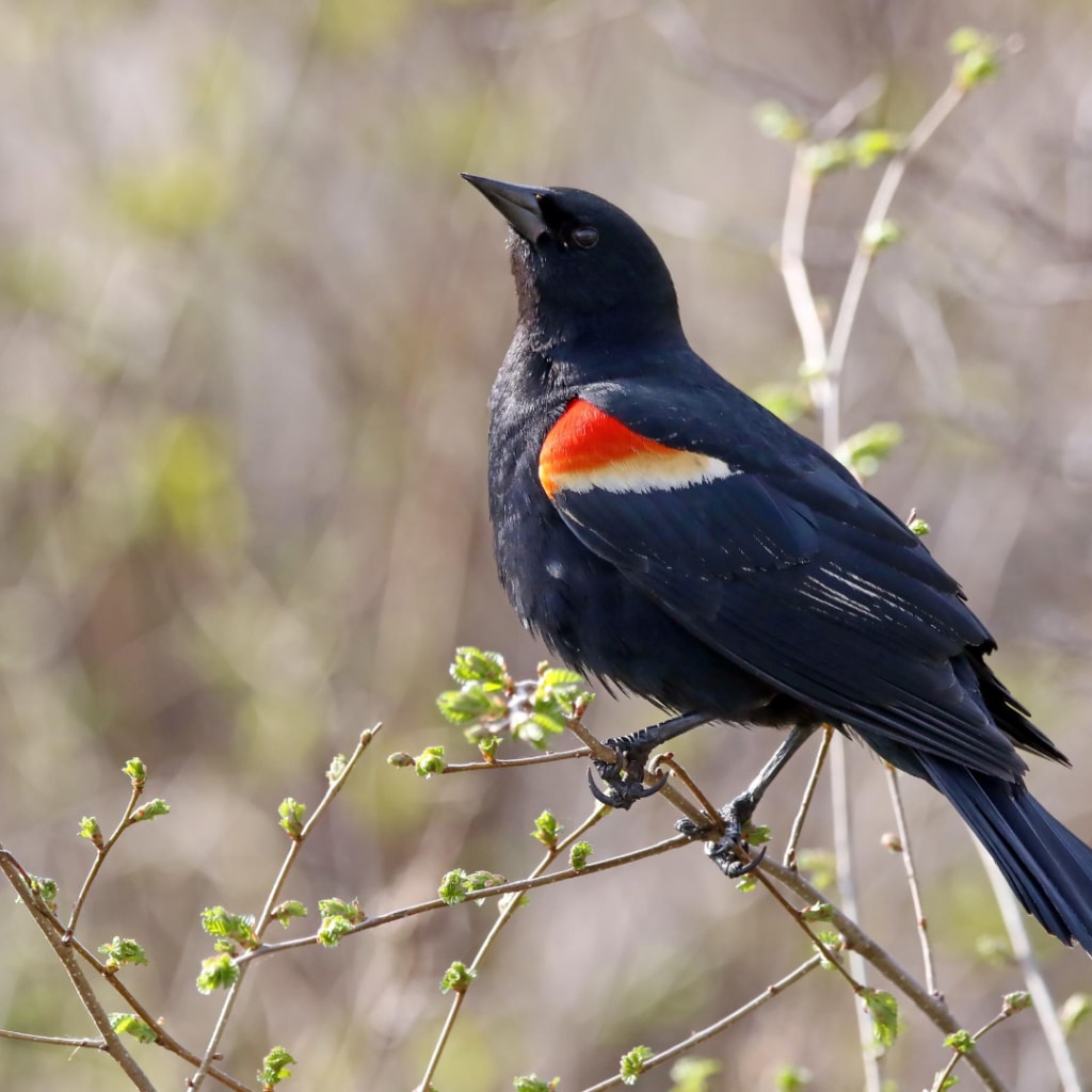 Tesla Park: A Win for Wildlife - Golden Gate Bird Alliance