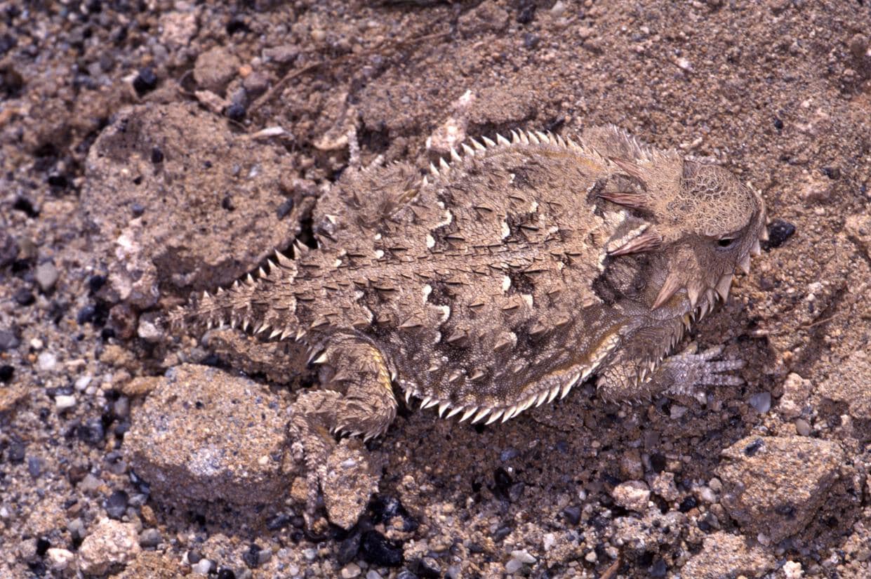 Tesla Park: A Win for Wildlife - Golden Gate Bird Alliance