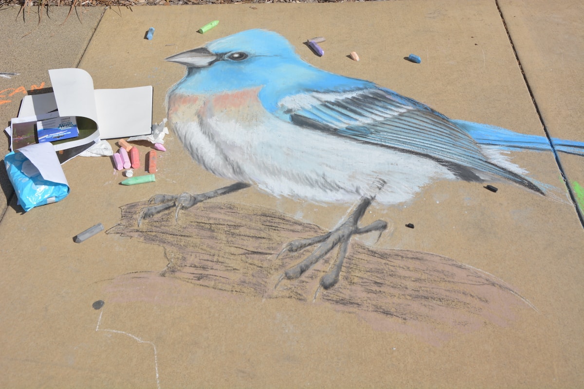 Bird chalk art at the Berkeley Bird Festival - Golden Gate Bird Alliance