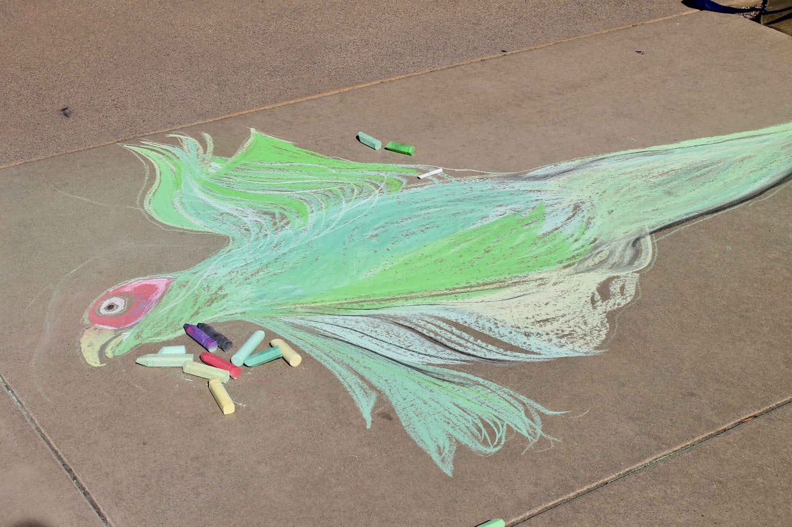 Bird chalk art at the Berkeley Bird Festival - Golden Gate Bird Alliance