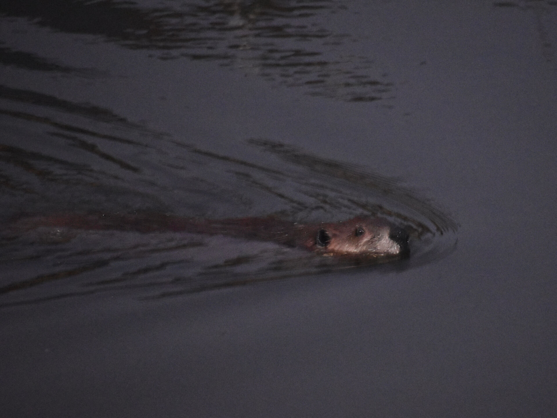The Birds and The Beavers - Golden Gate Bird Alliance