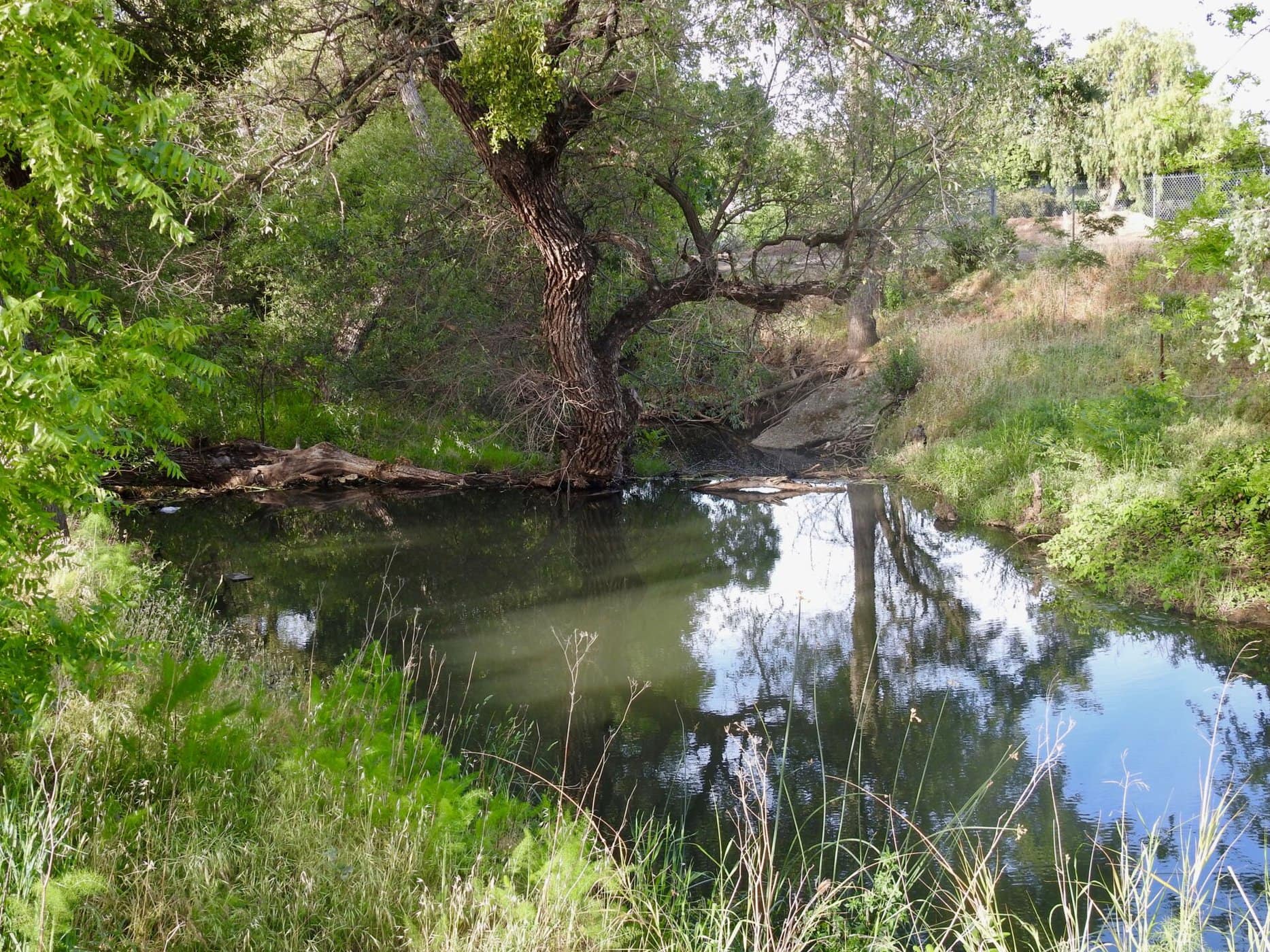 The Birds and The Beavers - Golden Gate Bird Alliance