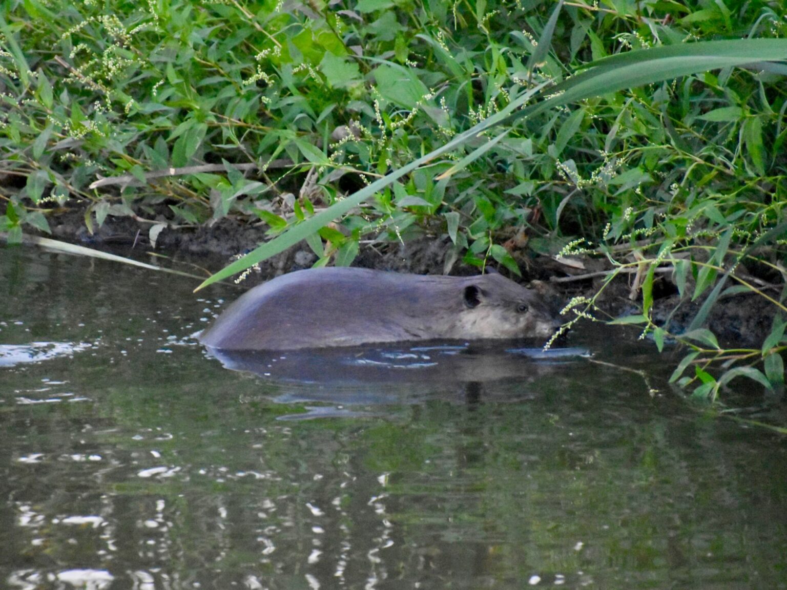The Birds and The Beavers - Golden Gate Bird Alliance