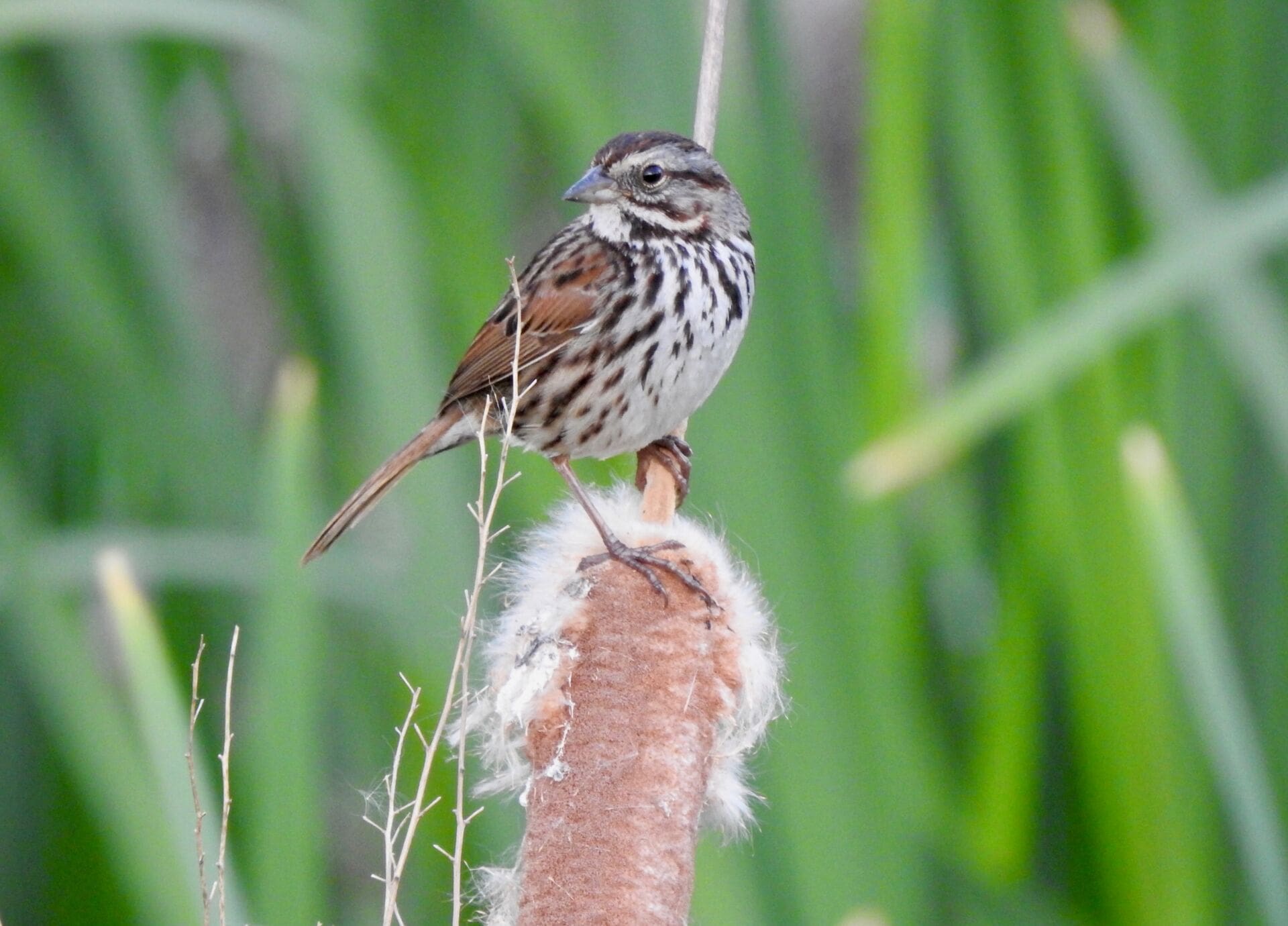 The Birds and The Beavers - Golden Gate Bird Alliance