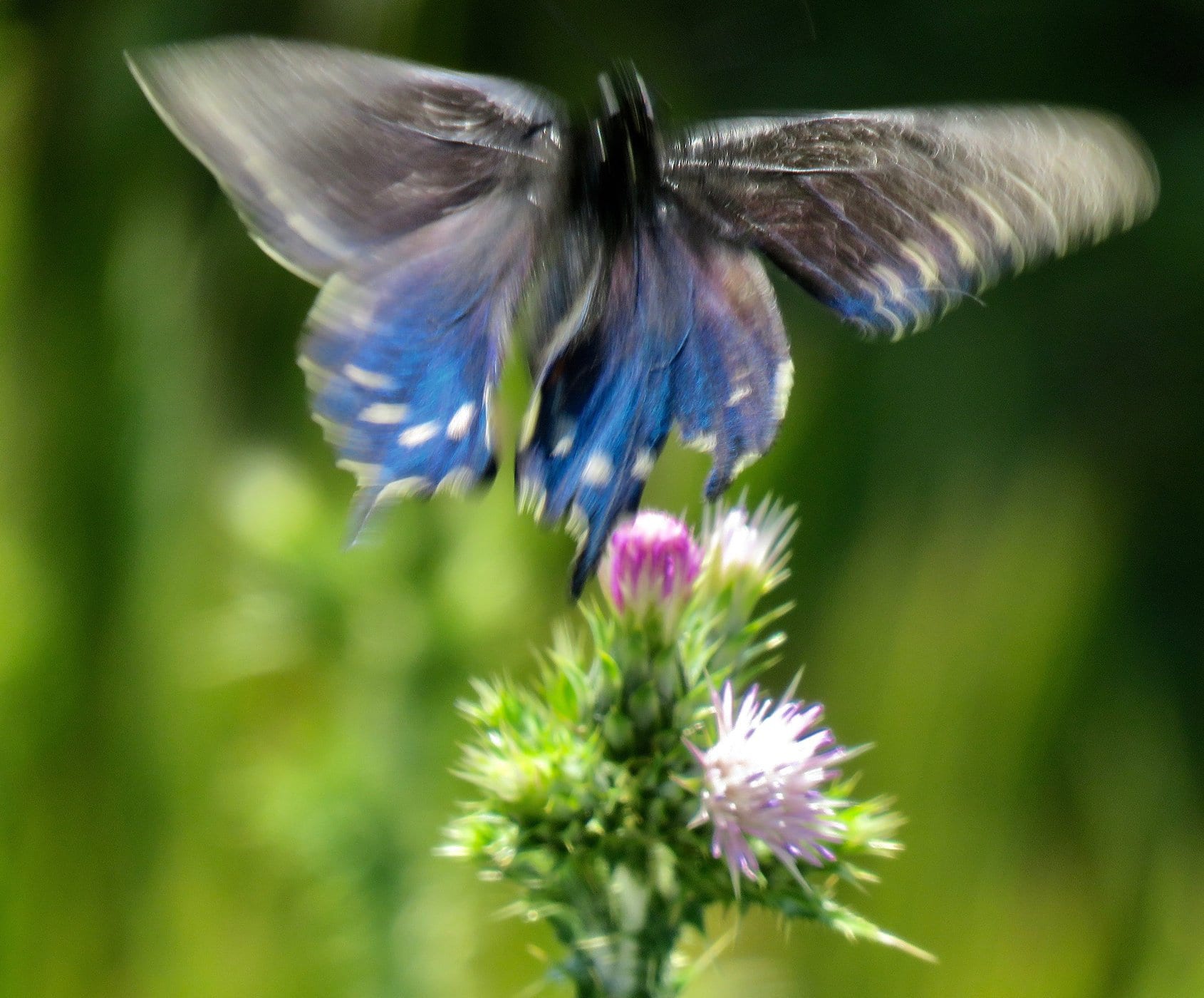 I Heard It Through The Vine: Butterflies on Mount Sutro - Golden Gate ...