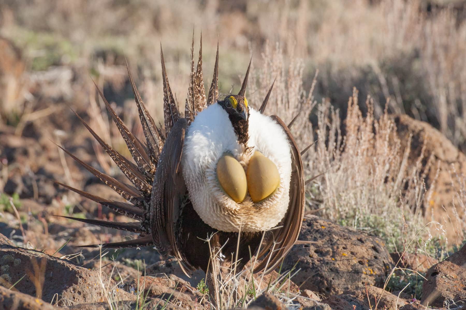 Honey Lake Sage-Grouse - Golden Gate Bird Alliance