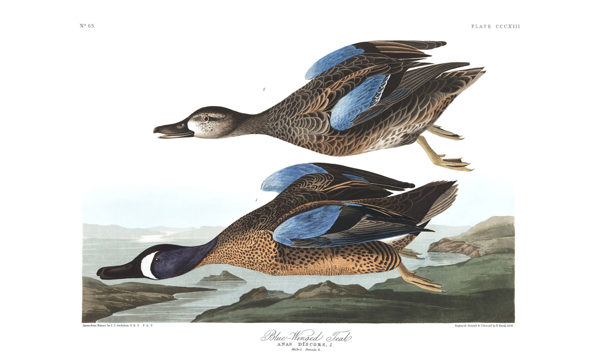 Audubon — the man and the meaning - Golden Gate Bird Alliance