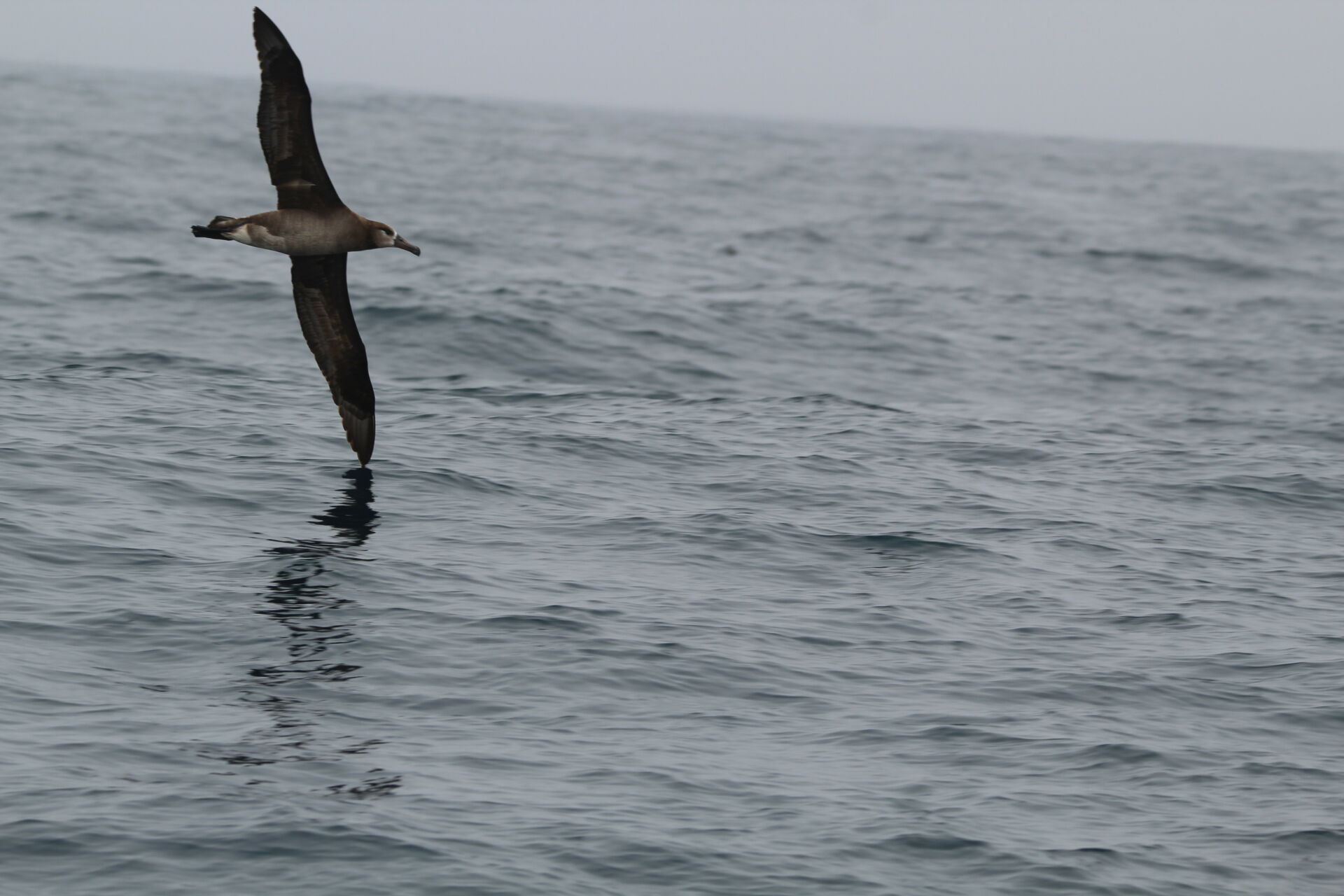 Offshore Wind and Seabirds in California - Golden Gate Bird Alliance