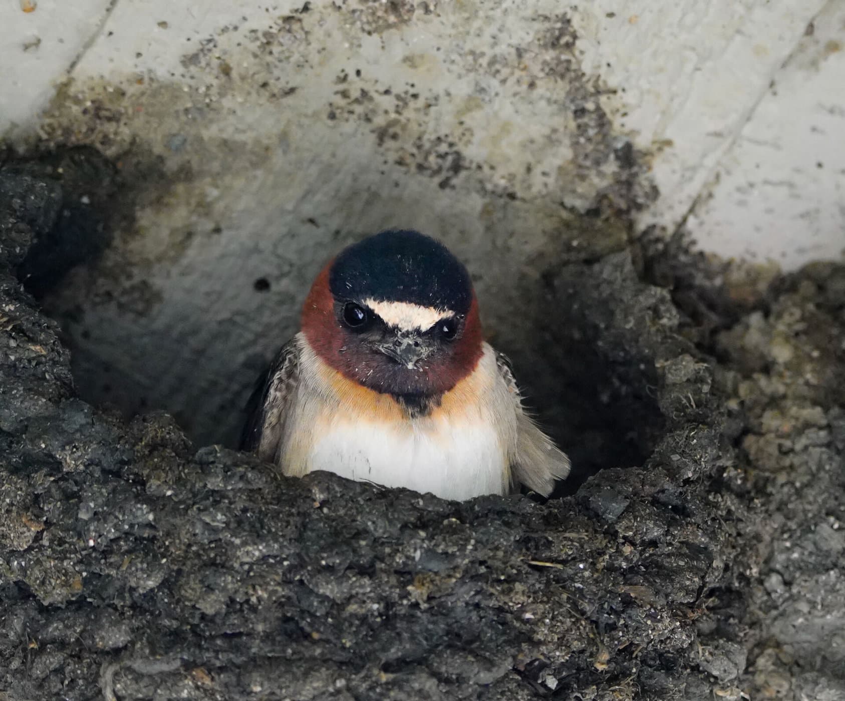 The Berkeley-Stanford Birdathon - Golden Gate Bird Alliance