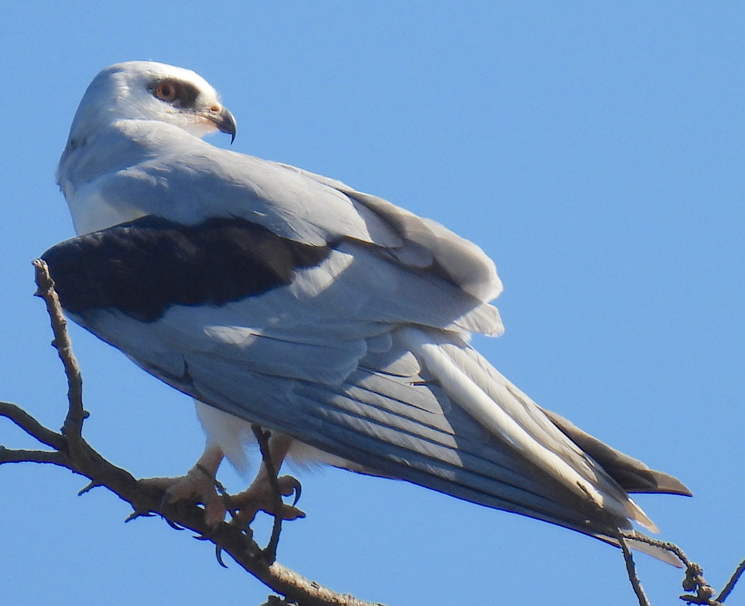 The Curious Case of Mama Kite - Golden Gate Bird Alliance