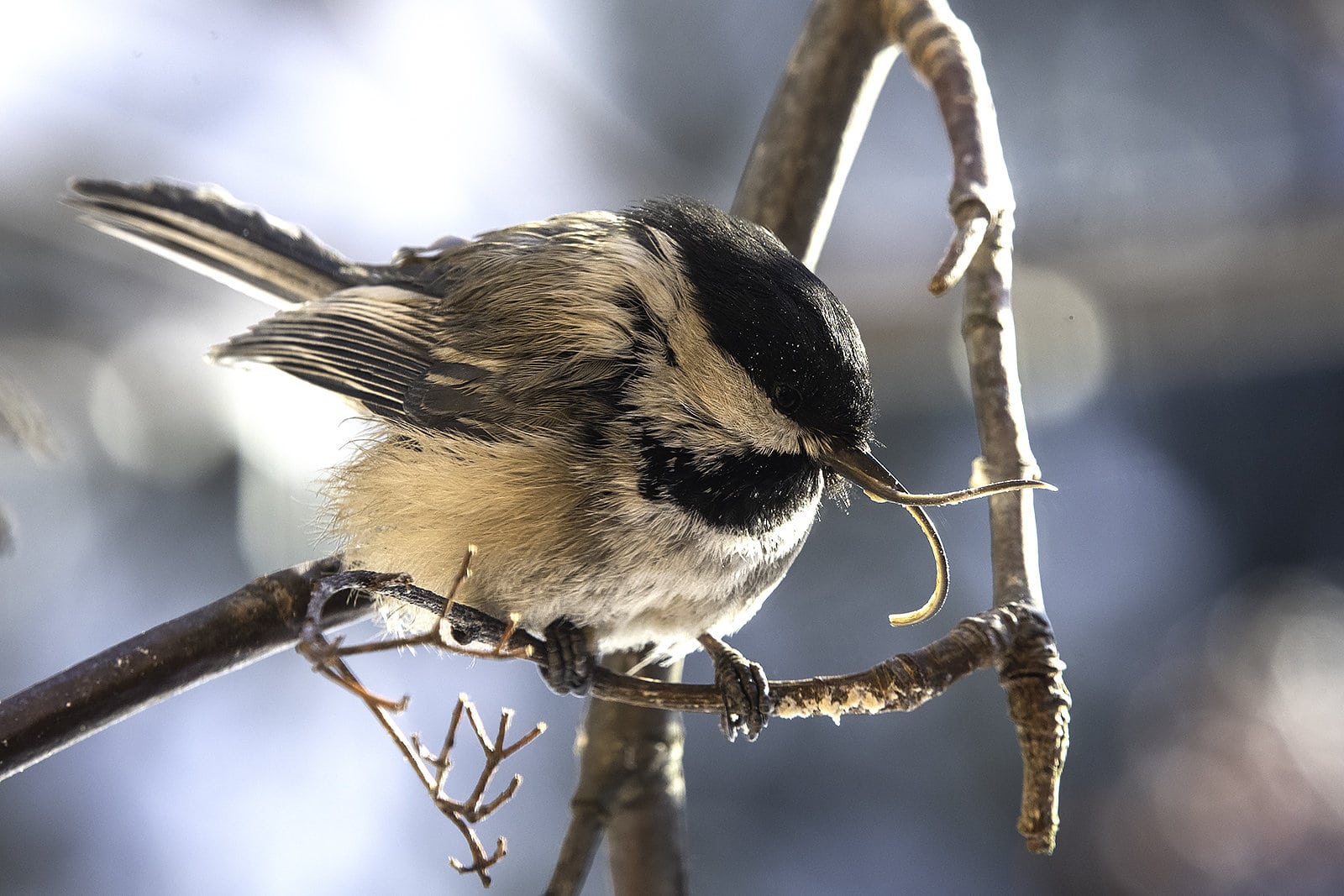 Unraveling the Mystery of Avian Keratin Disorder in Alaska - Golden ...
