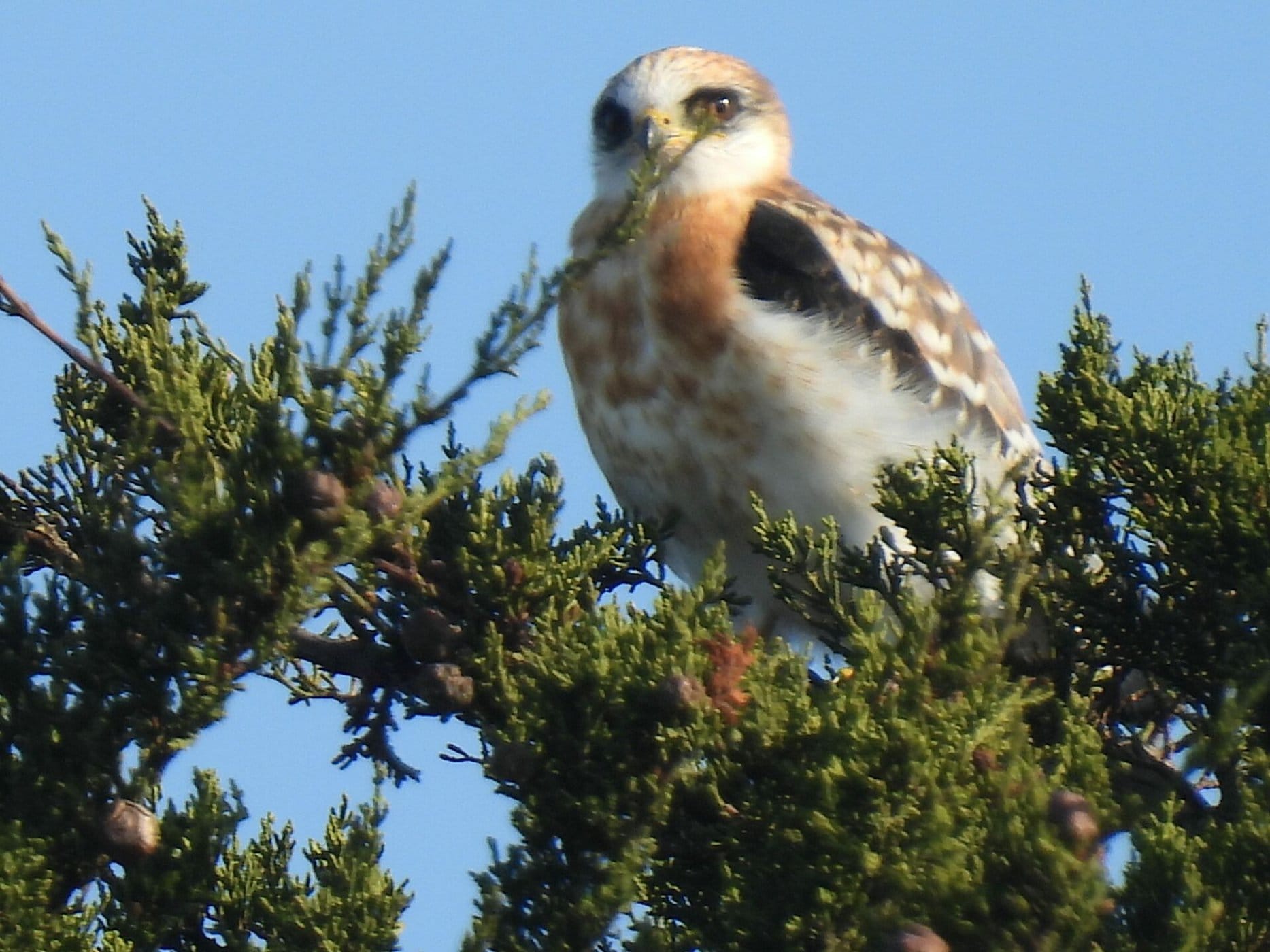 The Curious Case of Mama Kite - Golden Gate Bird Alliance